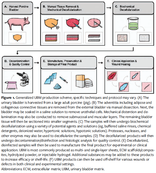 Use and Efficacy of Porcine Urinary Bladder Matrix for Tissue ...